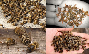 Poisoning | Northamptonshire Beeskeepers' Association – NBKA